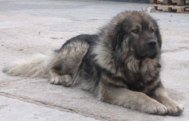 Sharplaninec - The courageous sheepdog from Macedonia - Macedonia Times